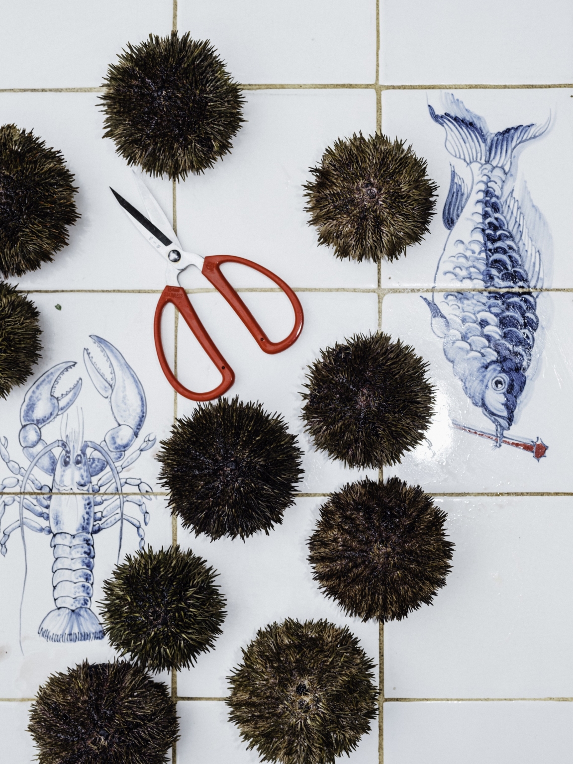 Barbara – Fish House